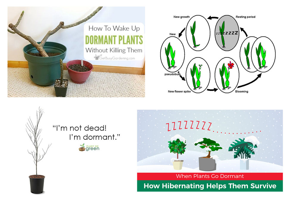 I’m not languishing, I’m dormant - Austin Kleon