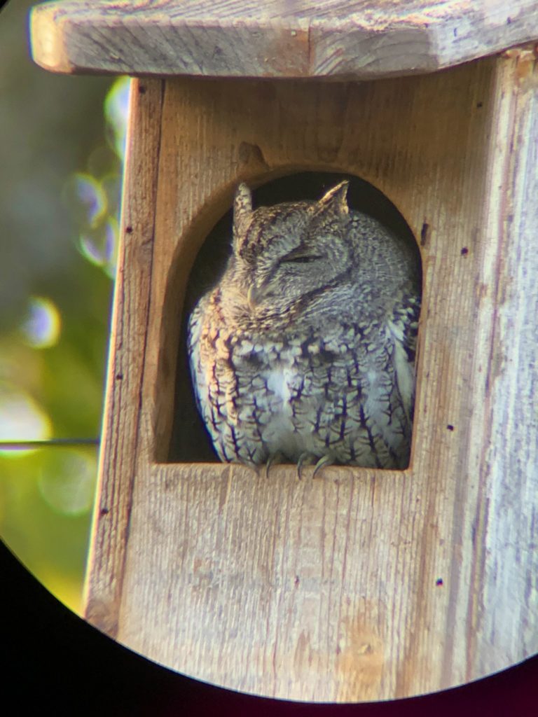 A partial eclipse of my heart