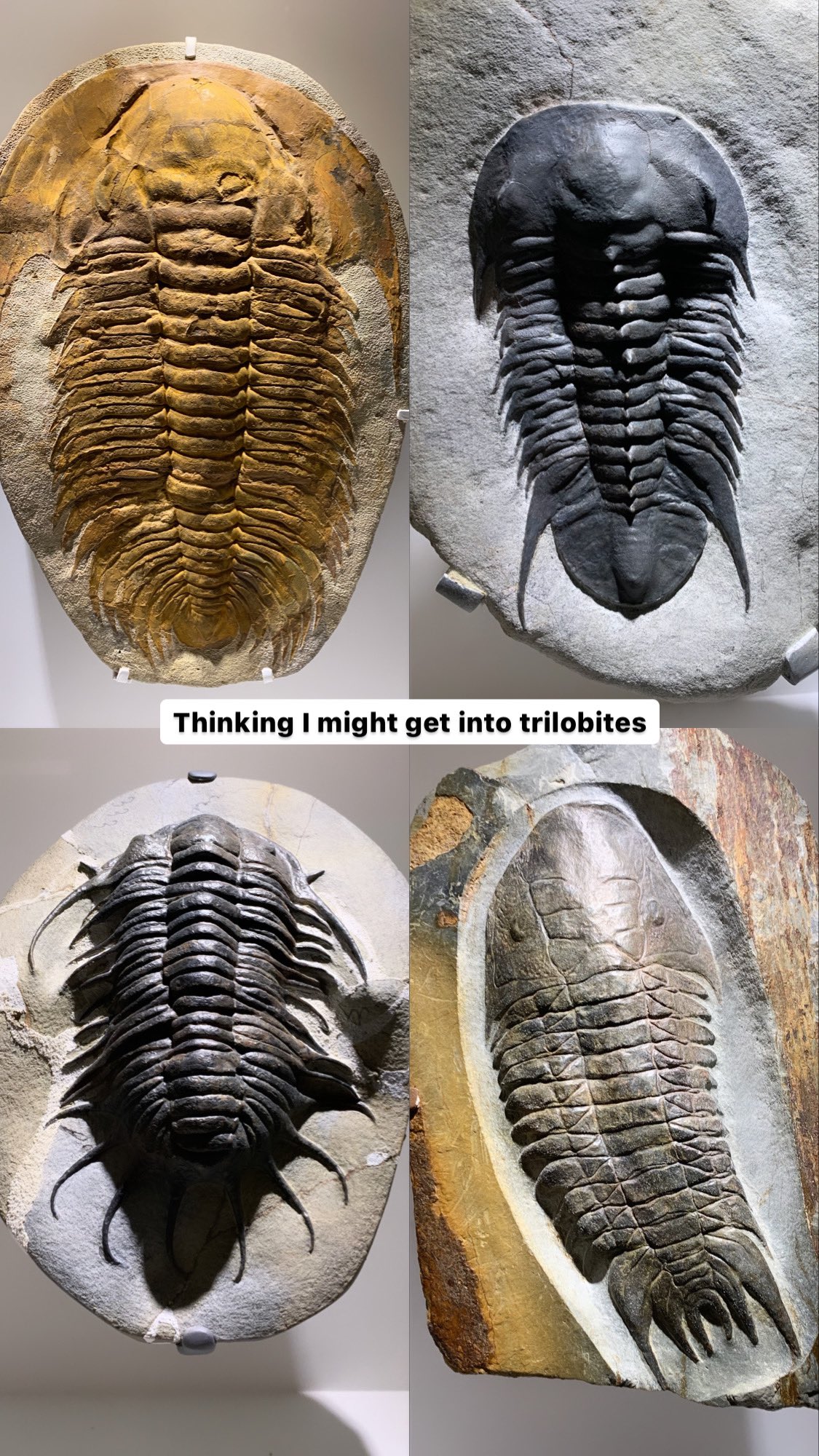 Fossil records and paper trails - Austin Kleon