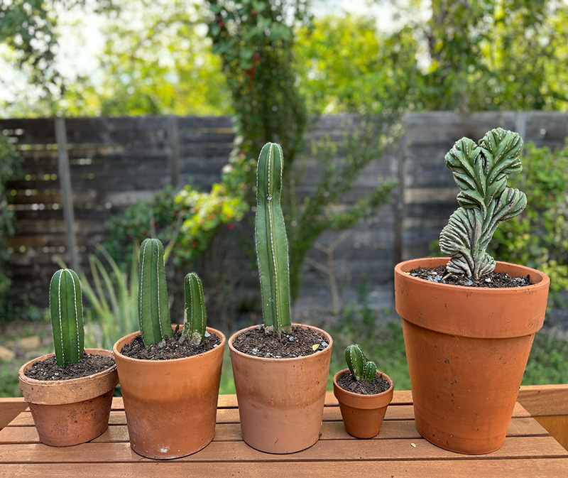 Another cactus surgery - Austin Kleon
